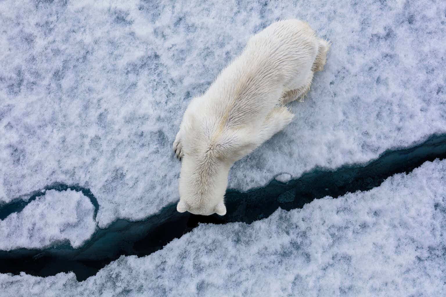 5 Stunning Nature Photographs by Paul Nicklen | KCM