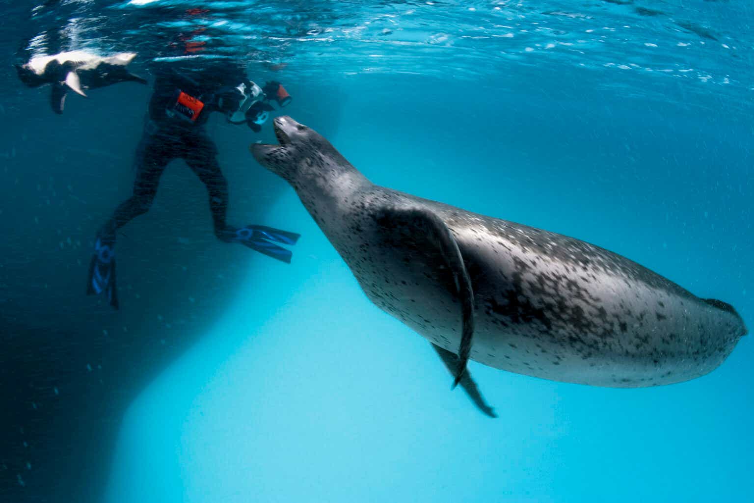 5 Stunning Nature Photographs by Paul Nicklen | KCM