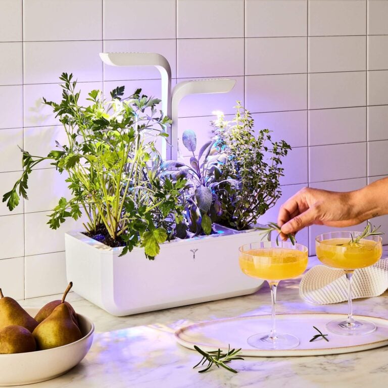 9 Best Indoor Herb Gardens for Growing Your Own Food | KCM