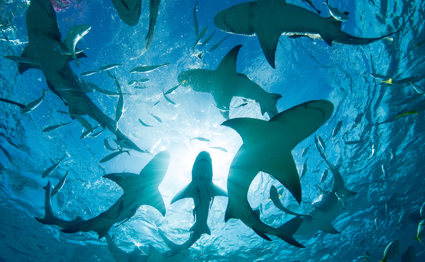 Why Do Sharks Attack Humans & How Many People Die From Sharks a Year