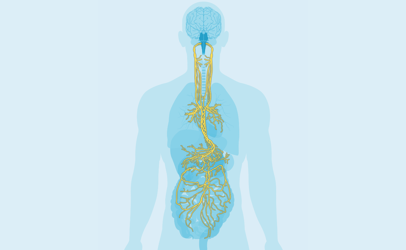What Is the Vagus Nerve: Location, Stimulation for Inflammation, Function