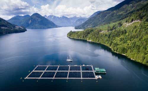 Farmed Salmon vs. Wild Salmon: Which Is Best? | KCM