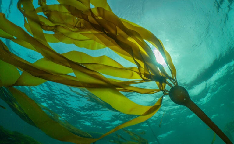 The Benefits of Seaweed: How It Could Help With Climate Change