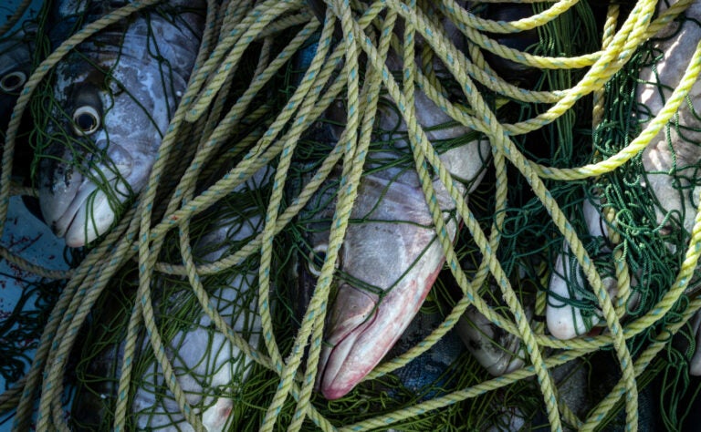 How Industrial Fishing Is Devastating Our Oceans
